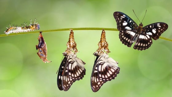 The Trust Transformation. Think of a context where you felt trust… | by ...
