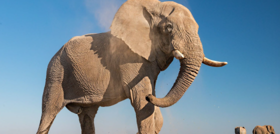 How smart are elephants and how do they use their intelligence to ...