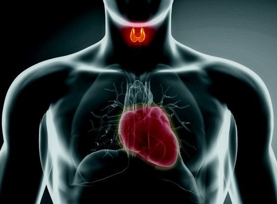 How your Thyroid affects your Heart? | by Krisi Kitova | Medium