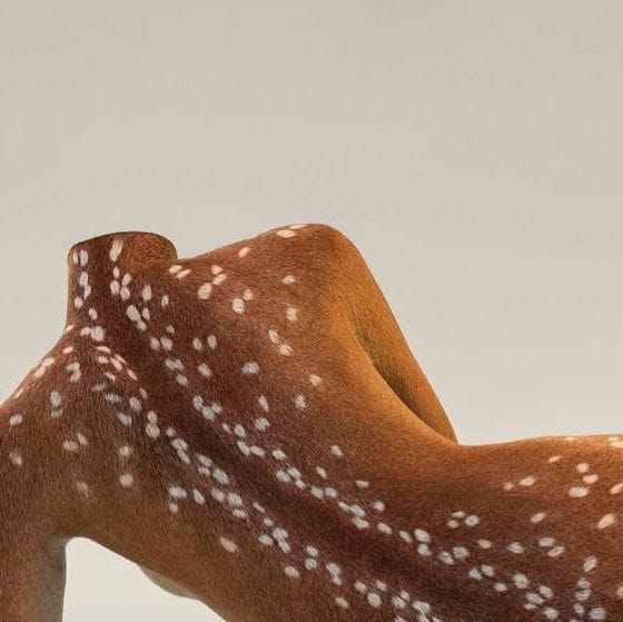 O URSO | by perséfone do subúrbio | Medium