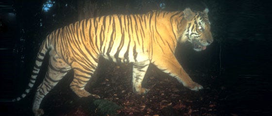 Sumatran-tiger-camera-trap. Sumatran tiger poacher arrested in… | by ...