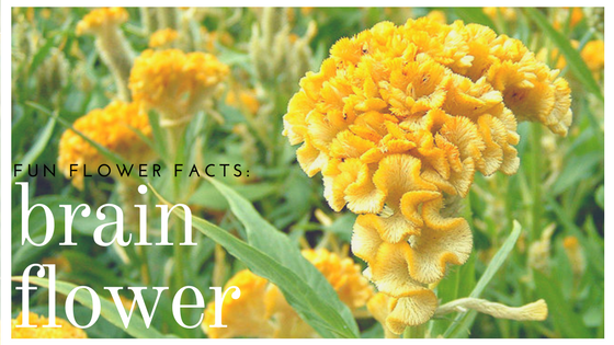 Fun Flower Facts: Brain Flower | Nunan Florist & Greenhouse - Nunan ...