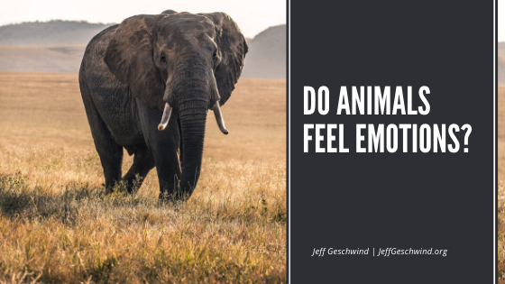 Do Animals Feel Real Emotions?. Stories about how animal behavior… | by ...