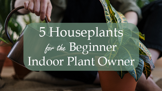 5 Houseplants for the Beginner Indoor Plant Owner | by Erin Beardslee ...