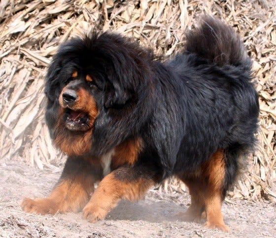 Top ten aggressive fighting guard dog breeds | by Pawsclawsparadise ...