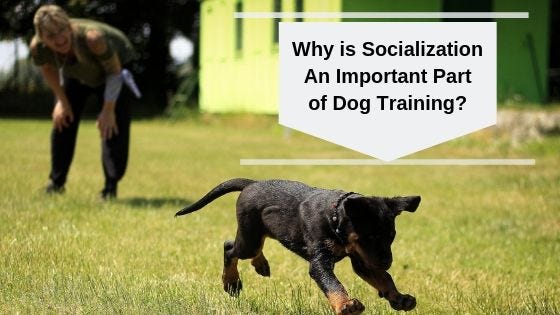 Why Is Socialization an Important Part of Dog Training? | by Philip ...