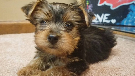 Boy Teacup Yorkie Names