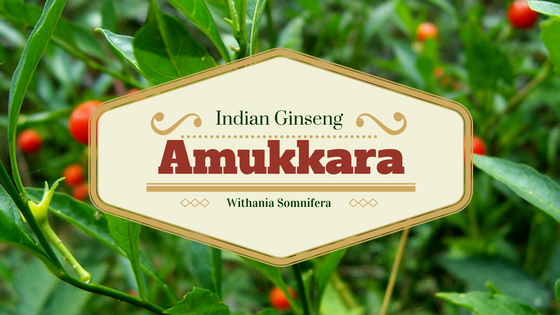 Amazing Benefits of Amukkara. The Tonic Herb: Herbs are a part of… | by ...