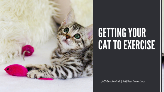 Getting Your Cat to Exercise. As any cat owner can attest to, getting ...