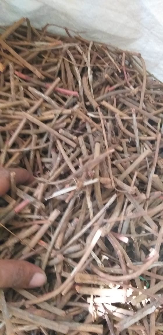 Majith Price in India what is price of Manjistha ( Rubia cordifolia ...