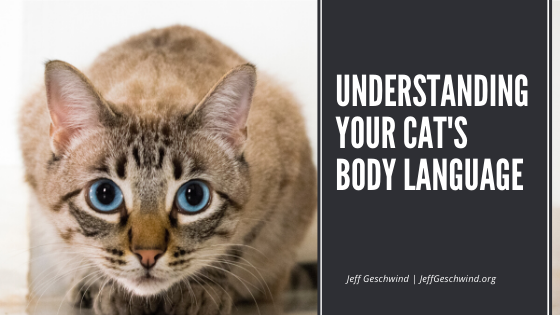 Understanding Your Cat’s Body Language | by Jeff Geschwind | Medium