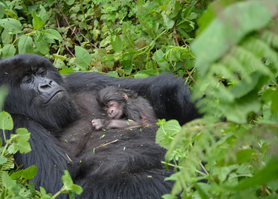 2 Days Gorilla Tracking Rwanda. Overview for 2 Days Gorilla Tracking ...