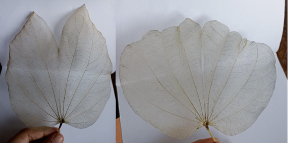 (DIY) Preparation of Skeletal Leaf using Bauhinia (Mandara)leaves | by ...