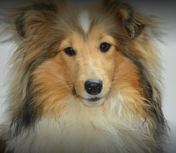 Stirling Collies — Decent And The Best Collie Breeder | by Stirling ...