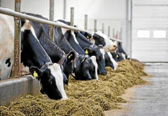 Livestock Farming: A Comprehensive Guide to Raising Animals for Profit ...