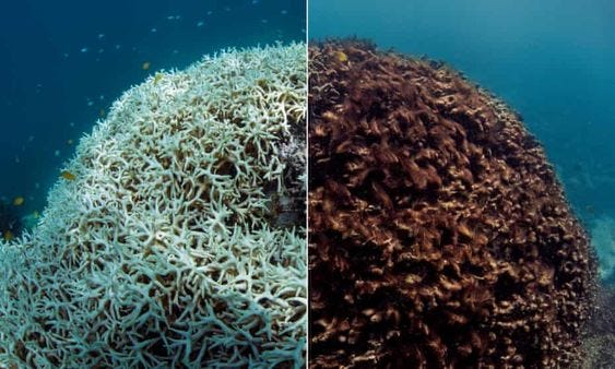 Ocean Acidification. A further source of CO2 is the… | by Sadia Bano ...