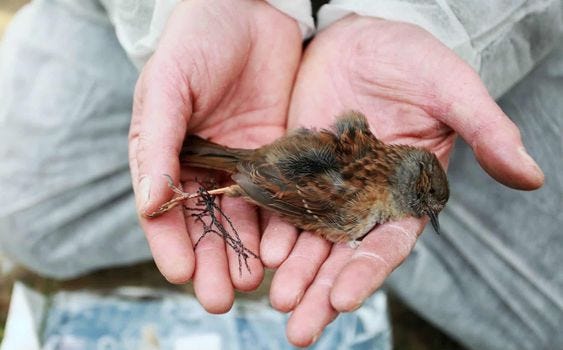 My Childhood Experience of Burying a Sparrow | by Ashna Ahmad | Inkling ...