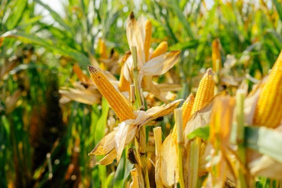 Sustainable Farming of Corn: Revolutionizing Agriculture with Smart ...