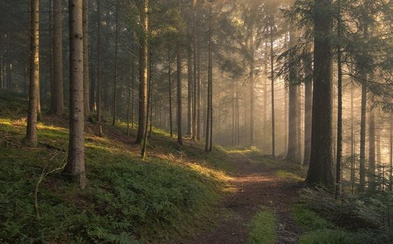 Planting More Trees Won’t Stop Deforestation | by Kalathma H. | Nov ...