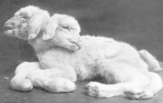 A New Year Eve’s Heartbreak - Lamb - Medium