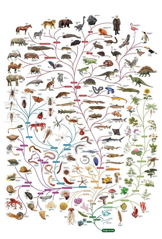 What is Evolution?. Evolution is the change in the genetic… | by ...