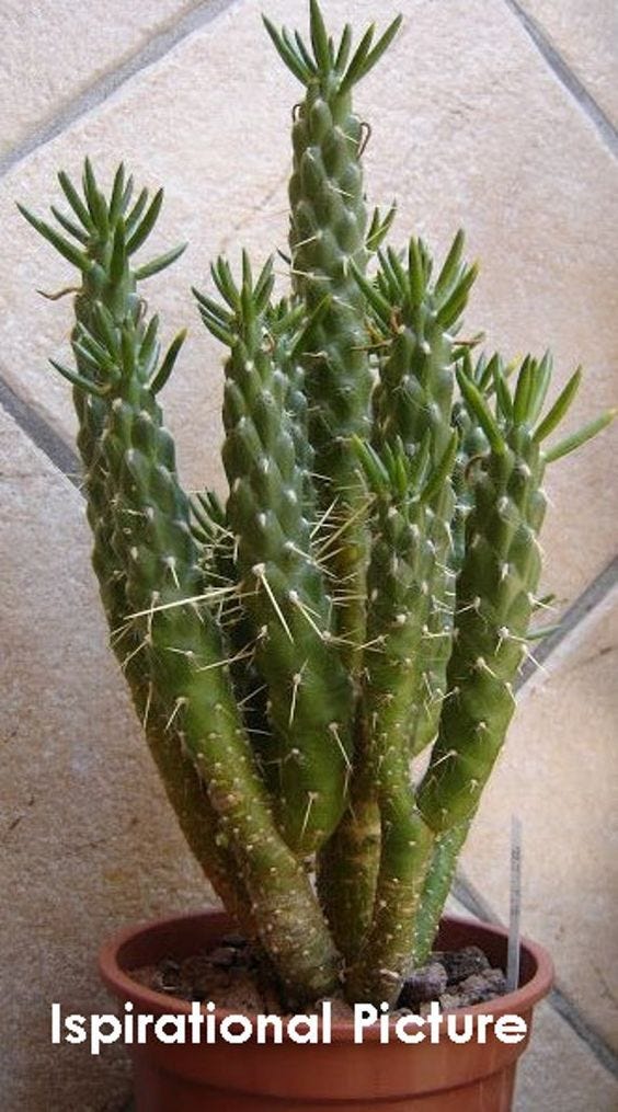Decoding Nature’s Mystery: The Dissolution Time of Succulent Needles ...