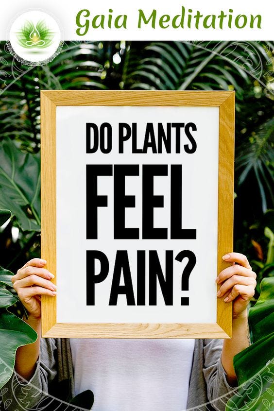 Green Sensitivity🍃. Investigating Whether Plants Feel Pain | by Maheen ...