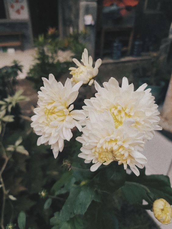 The Chrysanthemum. Kalian pernah denger tentang bunga… | by Najma Alfin Fauzia Puspo Negoro | Medium
