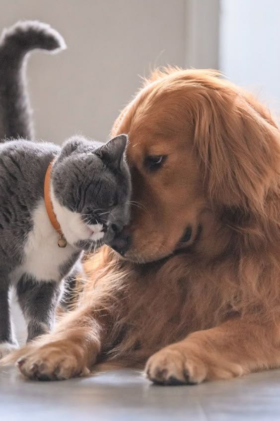 ROLE OF PETS IN DEPRESSION MANAGEMENT | by Ashna Ahmad | Storm of ...