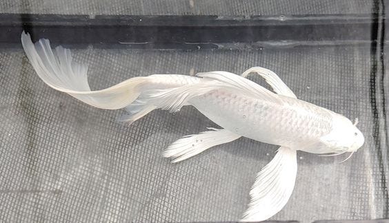 Platinum Butterfly Koi Fish For Sale | by Kaneko | Nov, 2023 | Medium