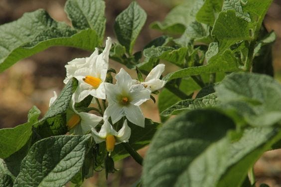 Castaway Diva: Potato Flowers. Have you ever heard about Potato… | by ...