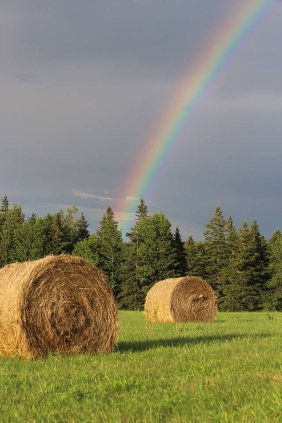 Compressed Hay for Export: Revolutionizing the Global Hay Market | by ...