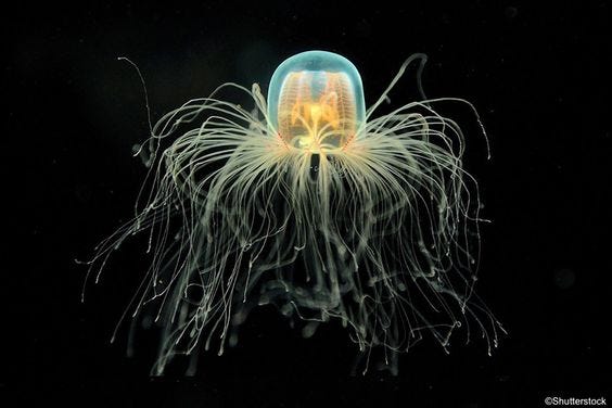 Turritopsis Dohrnii — The Immortal Jellyfish | by Ilinka Anderson ...