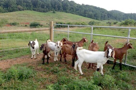 Goat Farming Income Investment: A Comprehensive Guide to Profitable and ...