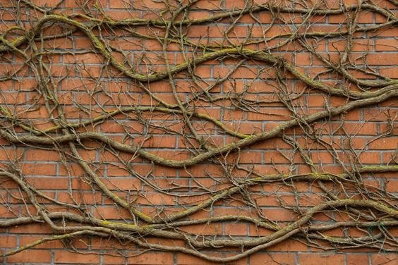 The Gathering Part 44. Vines and Tricks | by Angelique Slayyyn | Apr ...