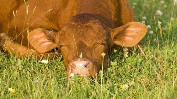 Inovasi Bisnis Pakan Sapi, Meningkatkan Produktivitas dan Kesehatan ...