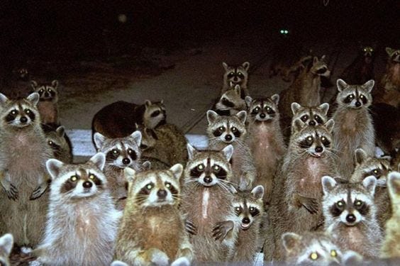 Raccoona Matata.. There’s a raccoon family that comes… | by Jack Yin ...