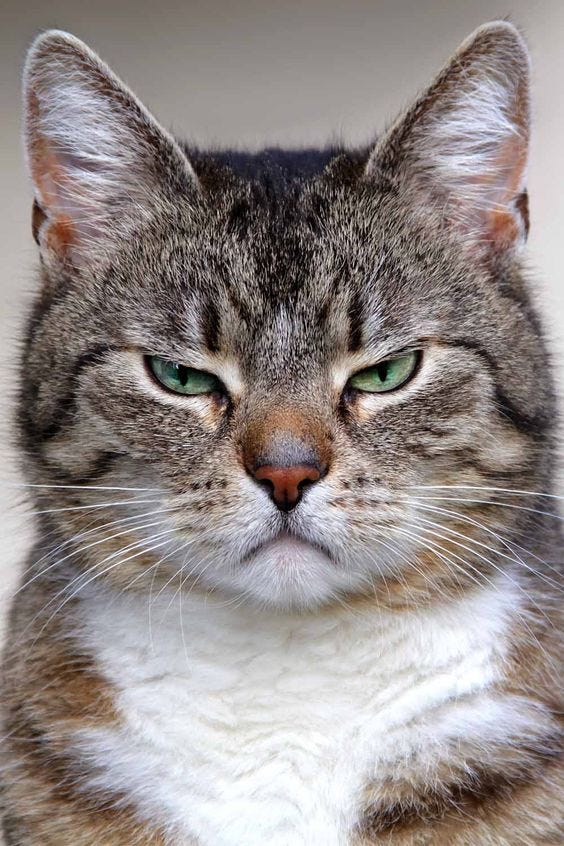 Cat Face Anatomy Cozy Comfort with Feline Charm | by inicases2 | May ...