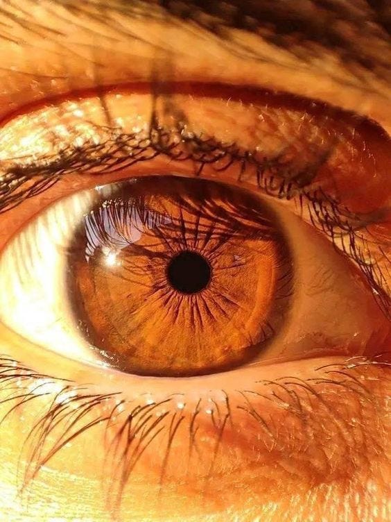 Sun Rays on Brown Eyes. The Lion’s Gaze | by Dr. Shamaima Irfan | Good ...