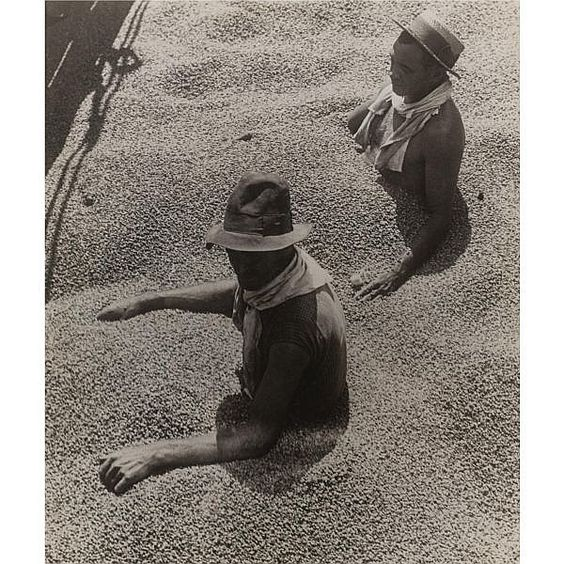 The history of Brazilian coffee. When the coffee plant was introduced ...