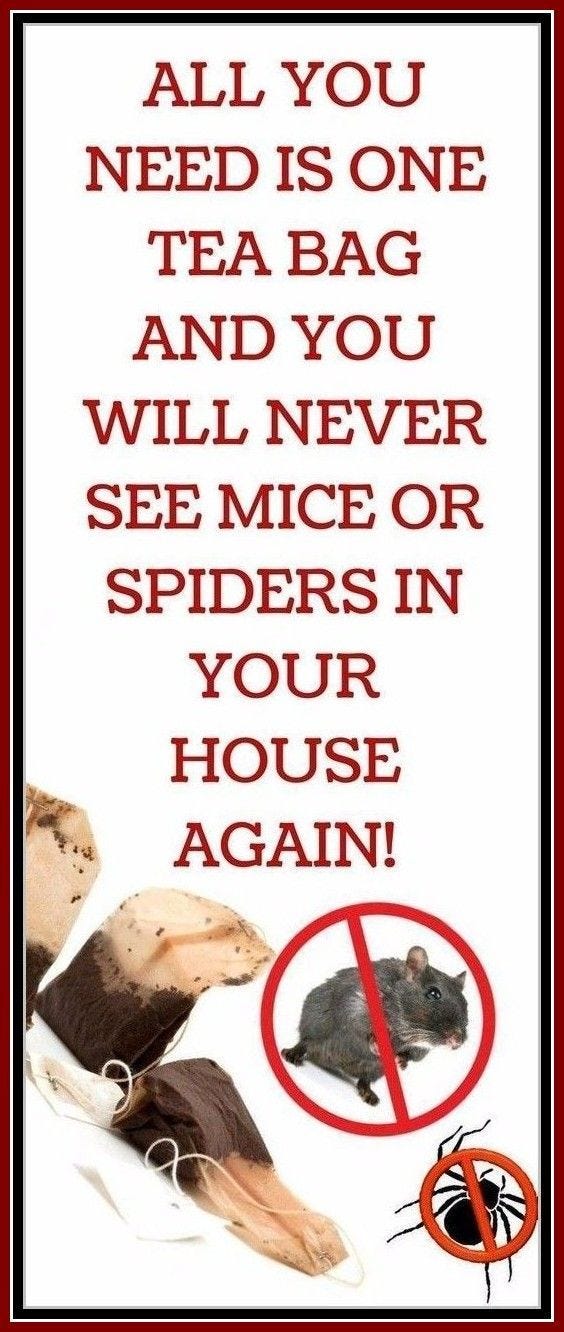 All You Need Is One Tea Bag and You Will Never See Mice or Spiders In ...