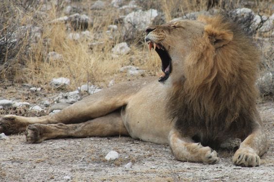 Tension between Farmers and Lions in Namibia | by Ellie Chen | Medium