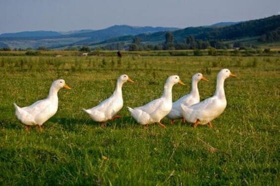 Legal Glow-Up 2026: Get Your Startup’s Ducks in a Row | by Yavanika ...