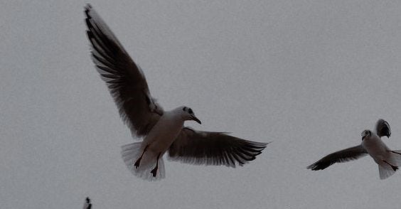 A Lyrical Analysis of Taylor Swift’s “The Albatross” — Part 1 | by ...