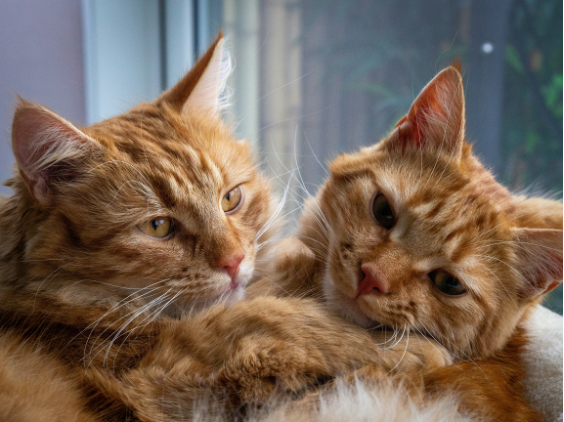 My Two Cats Gave Me Double Love. But the romp ended too soon | by ...