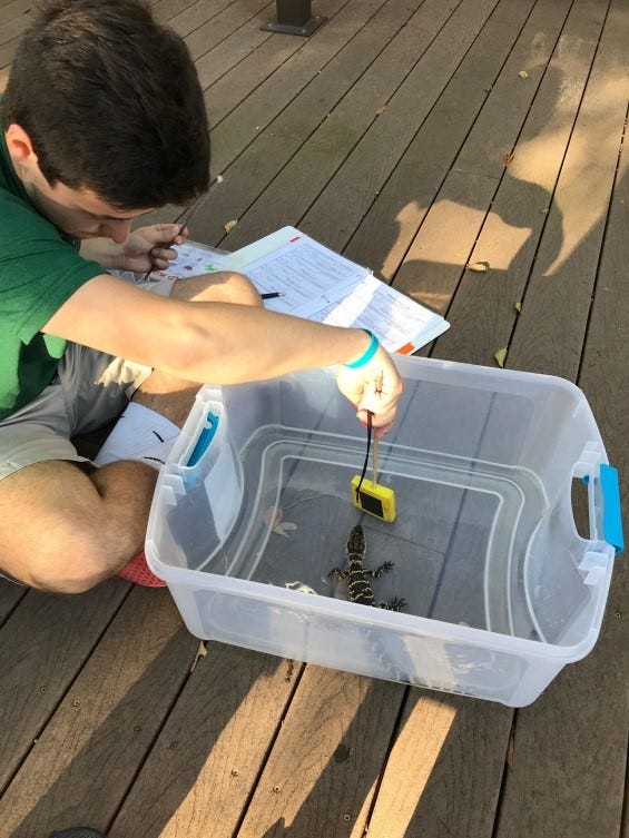 Alligator Appetites: Target Training at the Discovery Center | by ...