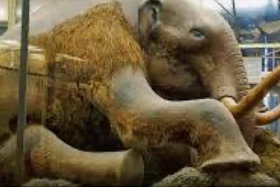 An Ancient Mammoth Is Flash Frozen With Fresh Grass In Its Mouth. Now ...
