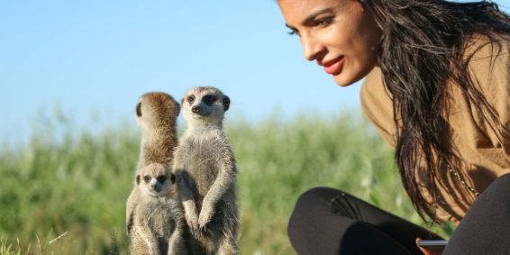 Meerkats, the #1 most murderous of all mammals on planet Earth | by ...