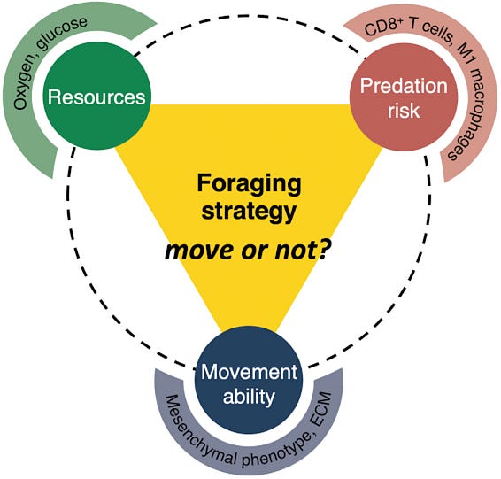 Forage Theory in Human Health Pursuits | by Steve Andelkovic | Sep ...