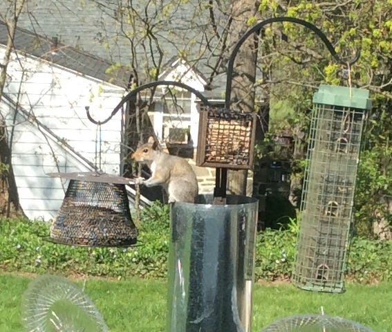 Defeating a Tenacious Squirrel. Many years ago, I began feeding the ...